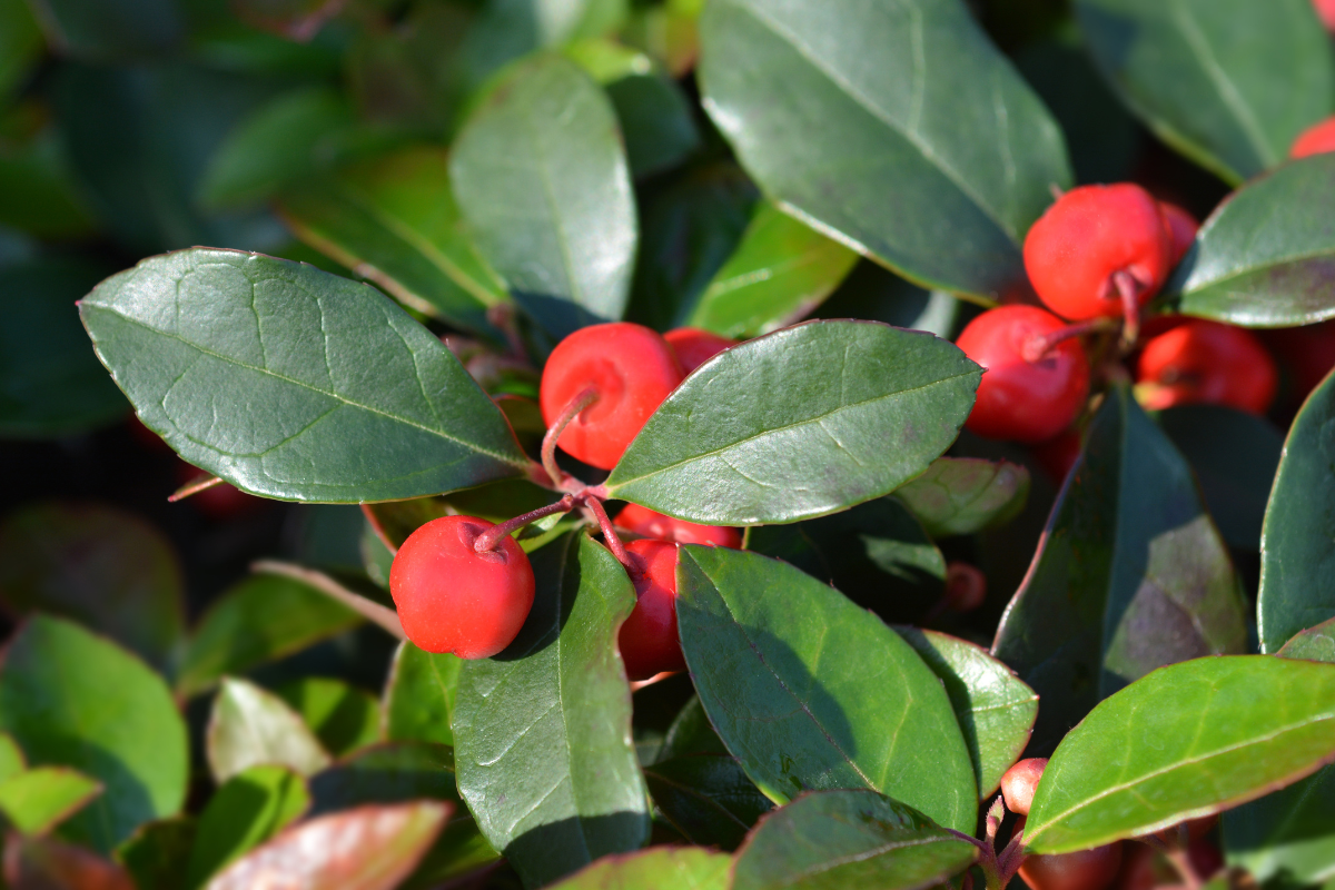 7 Fascinating Facts About Wintergreen Plant - Interior Plants Lovers
